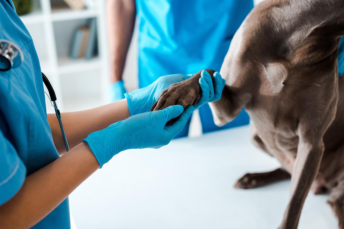 Dermatology - Frankford Animal Clinic